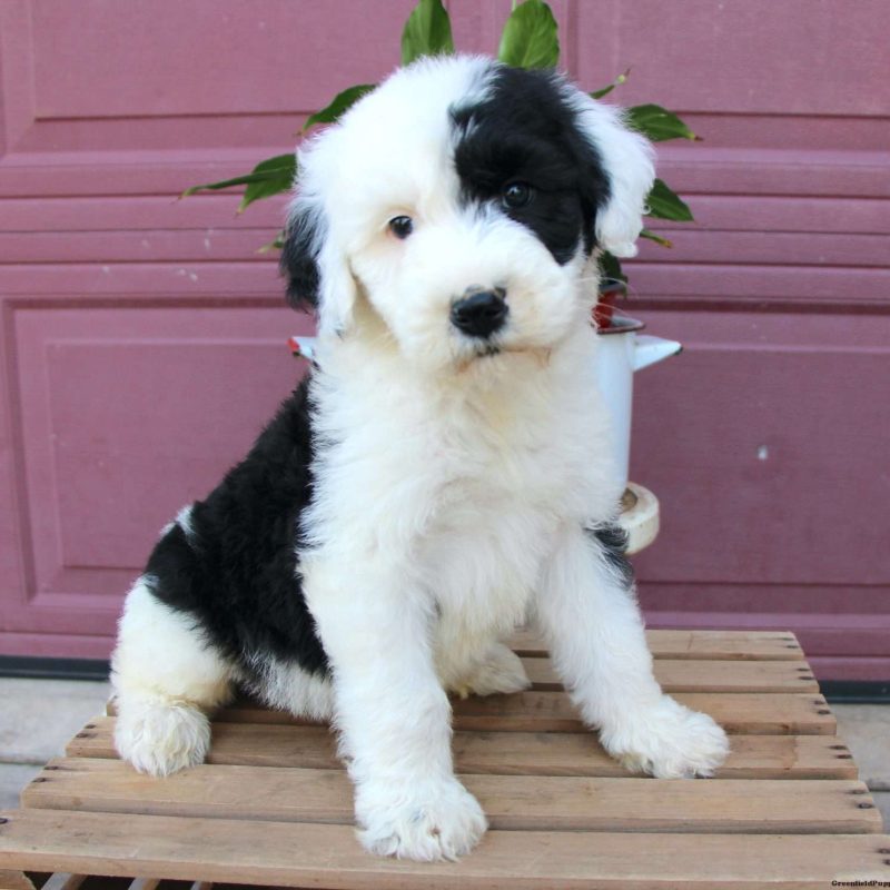 Sheepadoodle Puppies for Sale - Greenfield Puppies