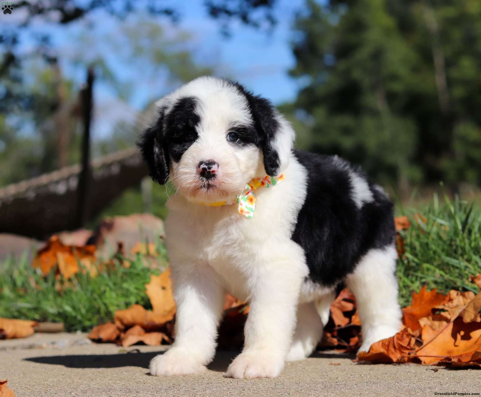 Mini Sheepadoodle Puppies for Sale | Greenfield Puppies