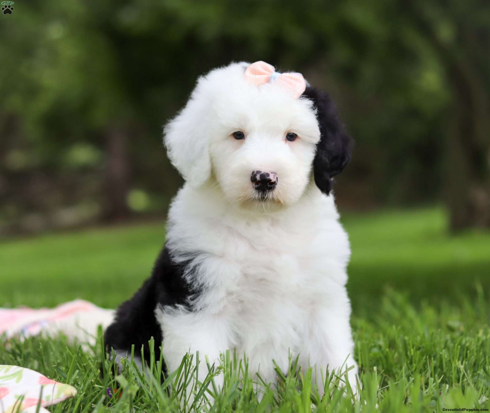 Mini Sheepadoodle Puppies for Sale | Greenfield Puppies