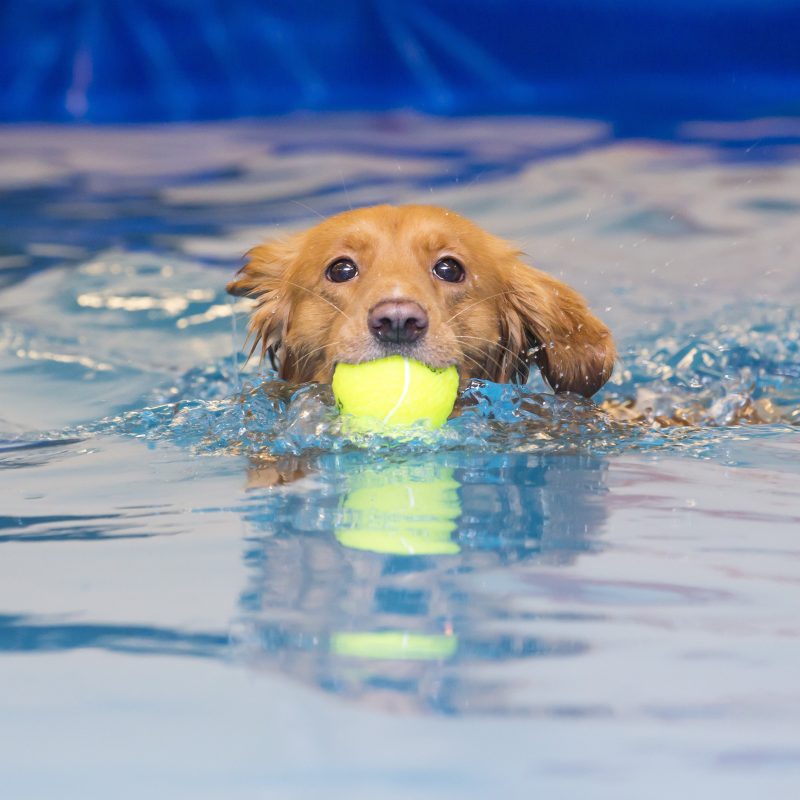 Canine Hydrotherapy Benefits | Greenfield Puppies