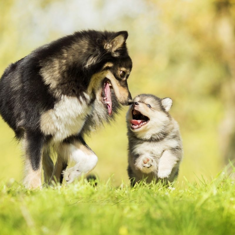How to Introduce a New Puppy to Your Dog | Greenfield Puppies