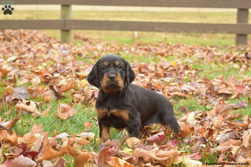 Gordon Setter Puppies for Sale - Greenfield Puppies