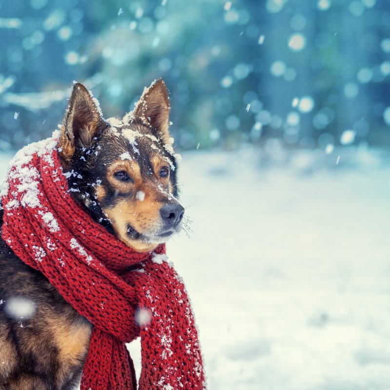 8 Winter Safety Tips for Dogs - Greenfield Puppies