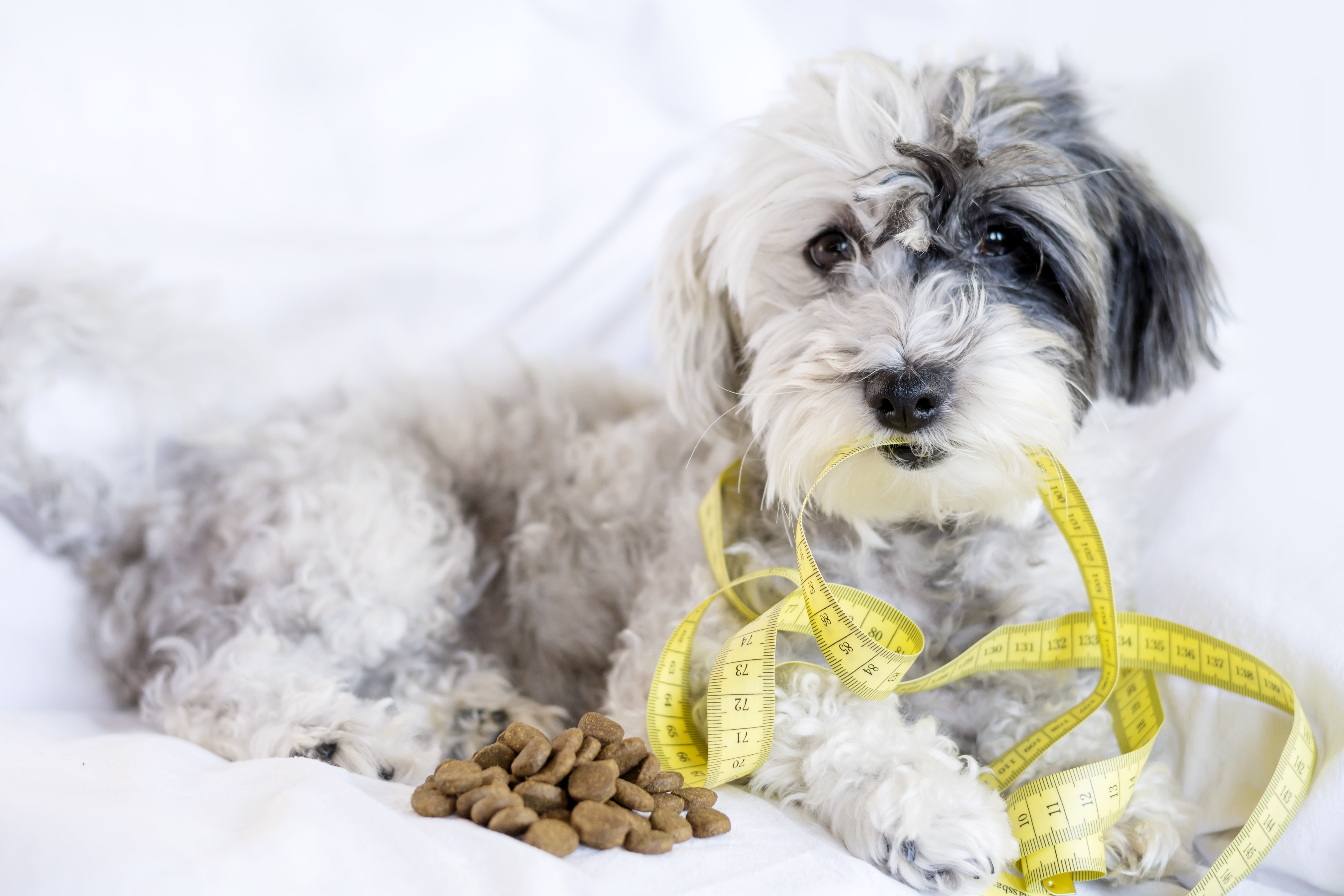 How to Help Overweight Dogs Get Healthy | Greenfield Puppies