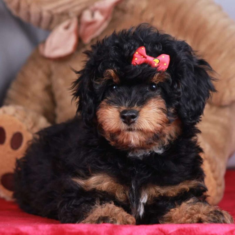 Mini Golden Mountain Doodle Puppies for Sale - Greenfield Puppies