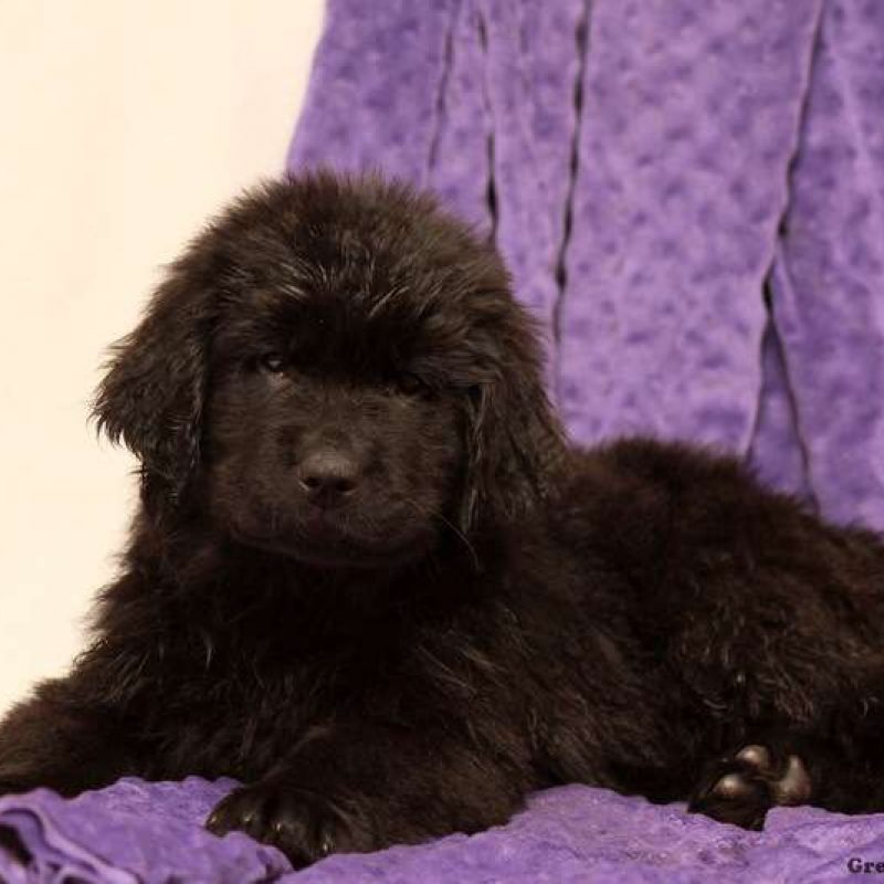 Newfoundland Mix Puppies for Sale | Greenfield Puppies