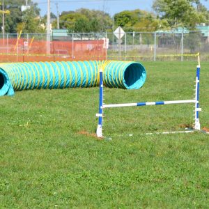 How to Create a DIY Obstacle Course for Your Dog - GFP