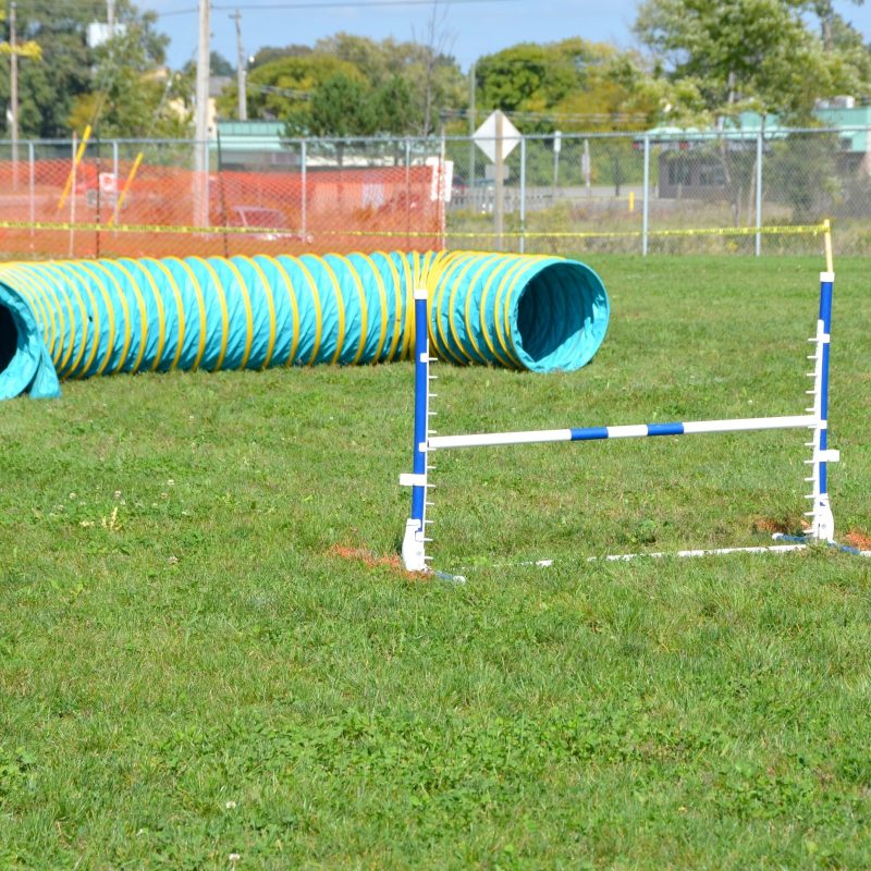How to Create a DIY Obstacle Course for Your Dog - GFP