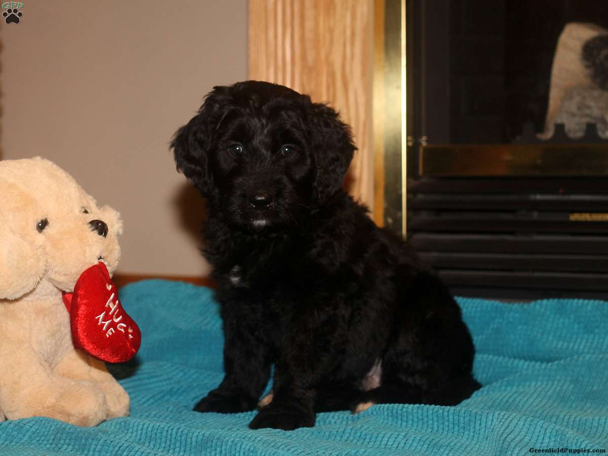 Flandoodle Puppies For Sale | Greenfield Puppies
