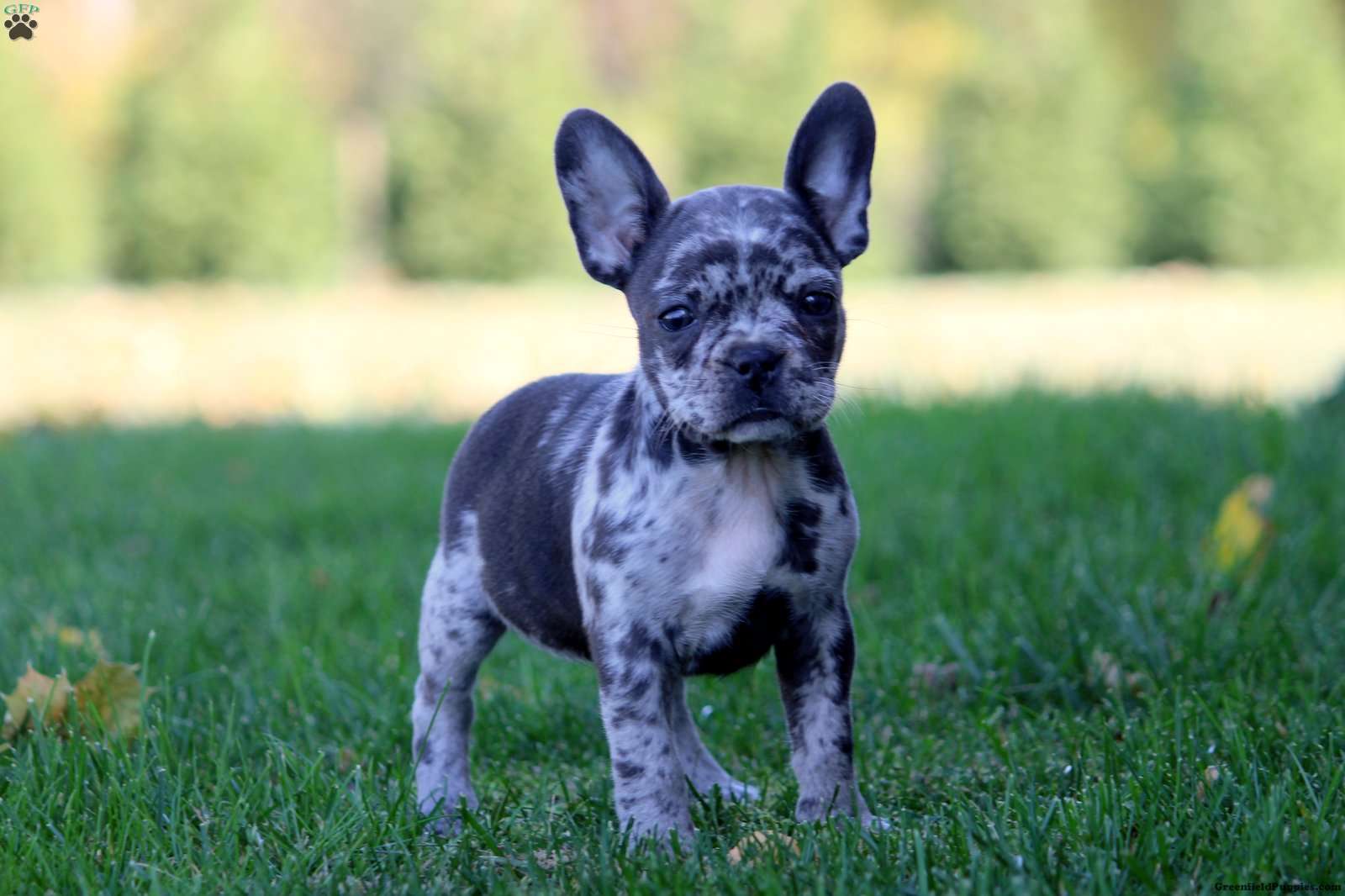 Frenchton Puppies for Sale | Greenfield Puppies