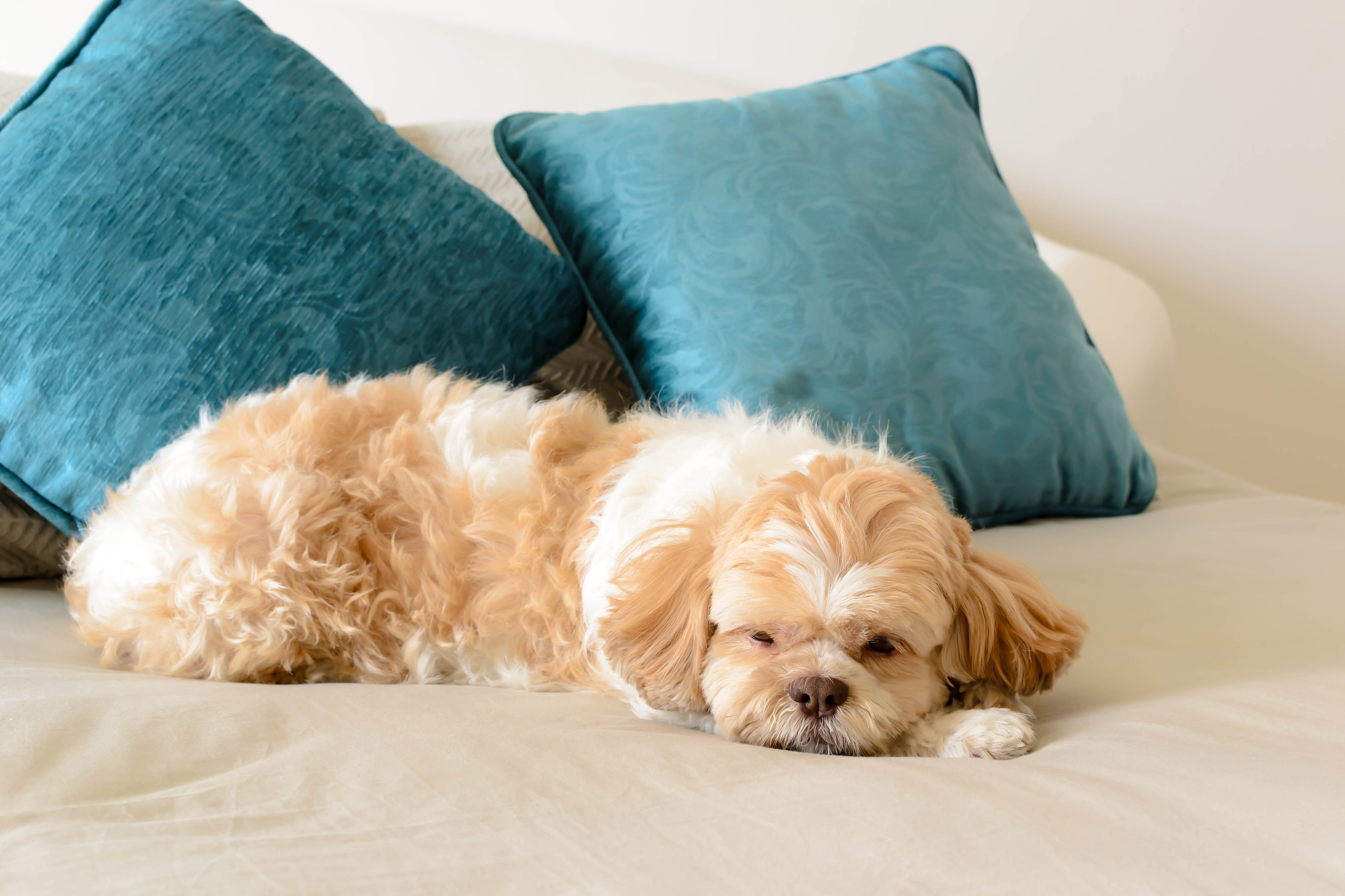 3 Signs a Dog is Perfect for Apartment Living | Greenfield Puppies