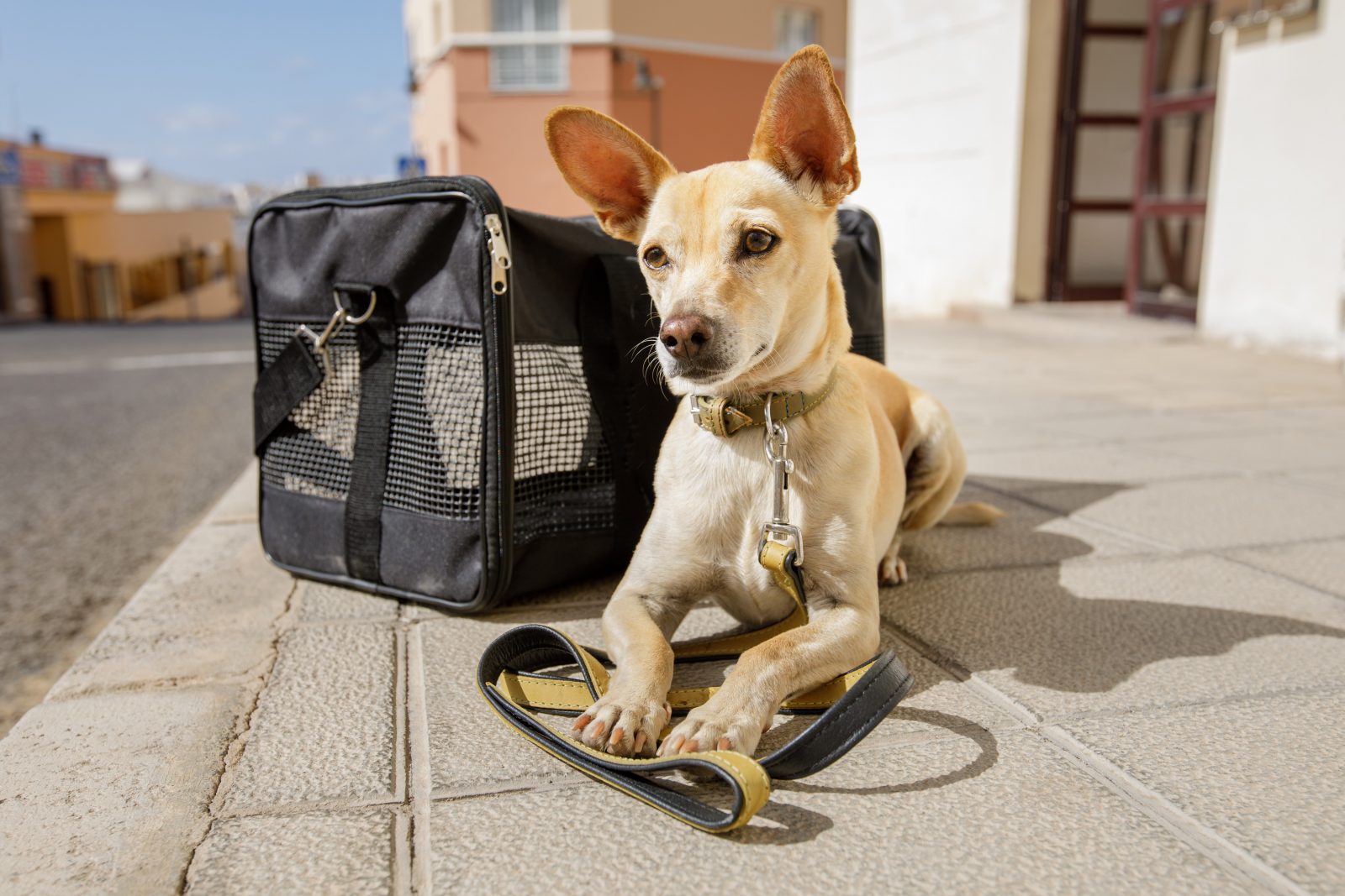 6 Tips for Flying with a Dog - Pet Travel Tips | Greenfield Puppies