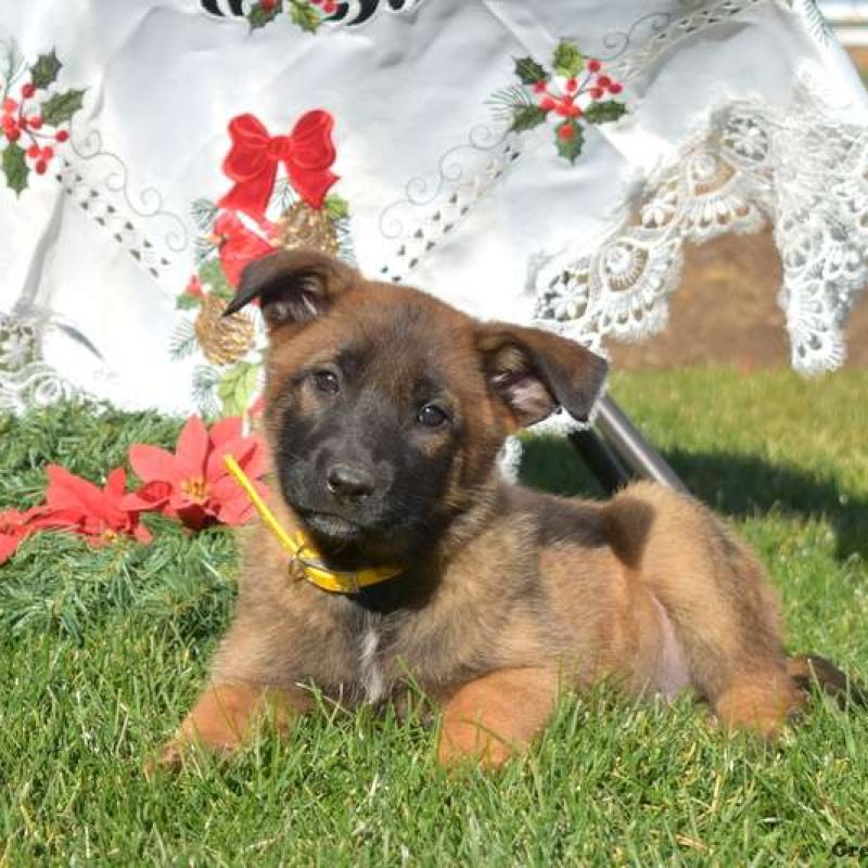 Belgian Malinois Mix Puppies for Sale | Greenfield Puppies