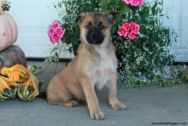 Belgian Malinois Shepherd Puppies Belgian Malinois Puppies For Sale