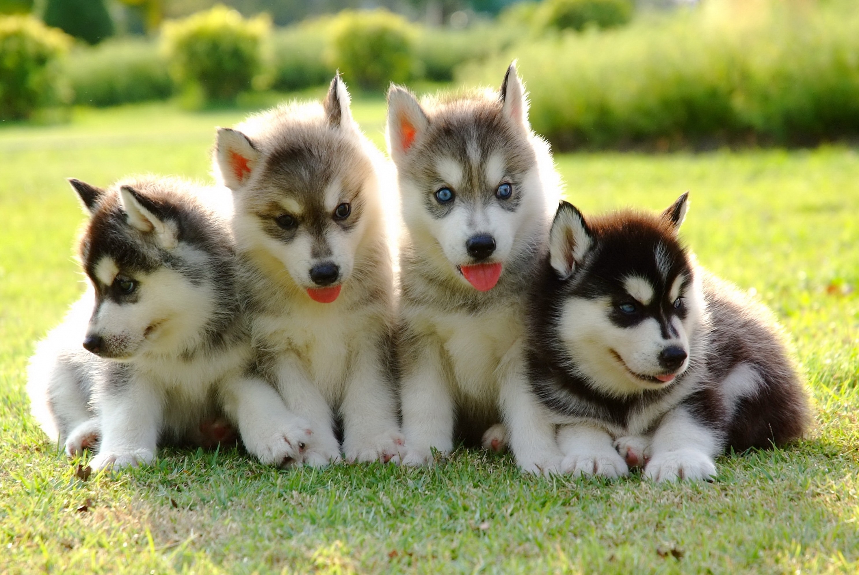 7 Facts About Siberian Huskies Greenfield Puppies 7 Facts About Siberian Huskies Greenfield Puppies