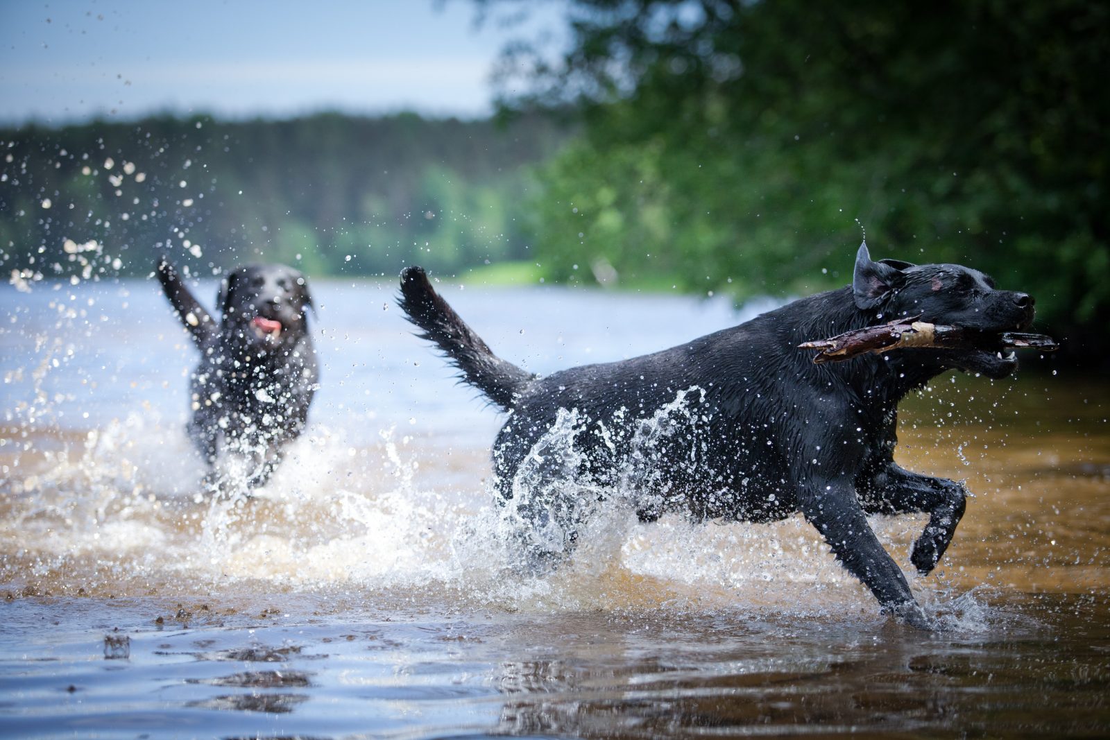 13 Dog Breeds That Tend to Love Water - Greenfield Puppies