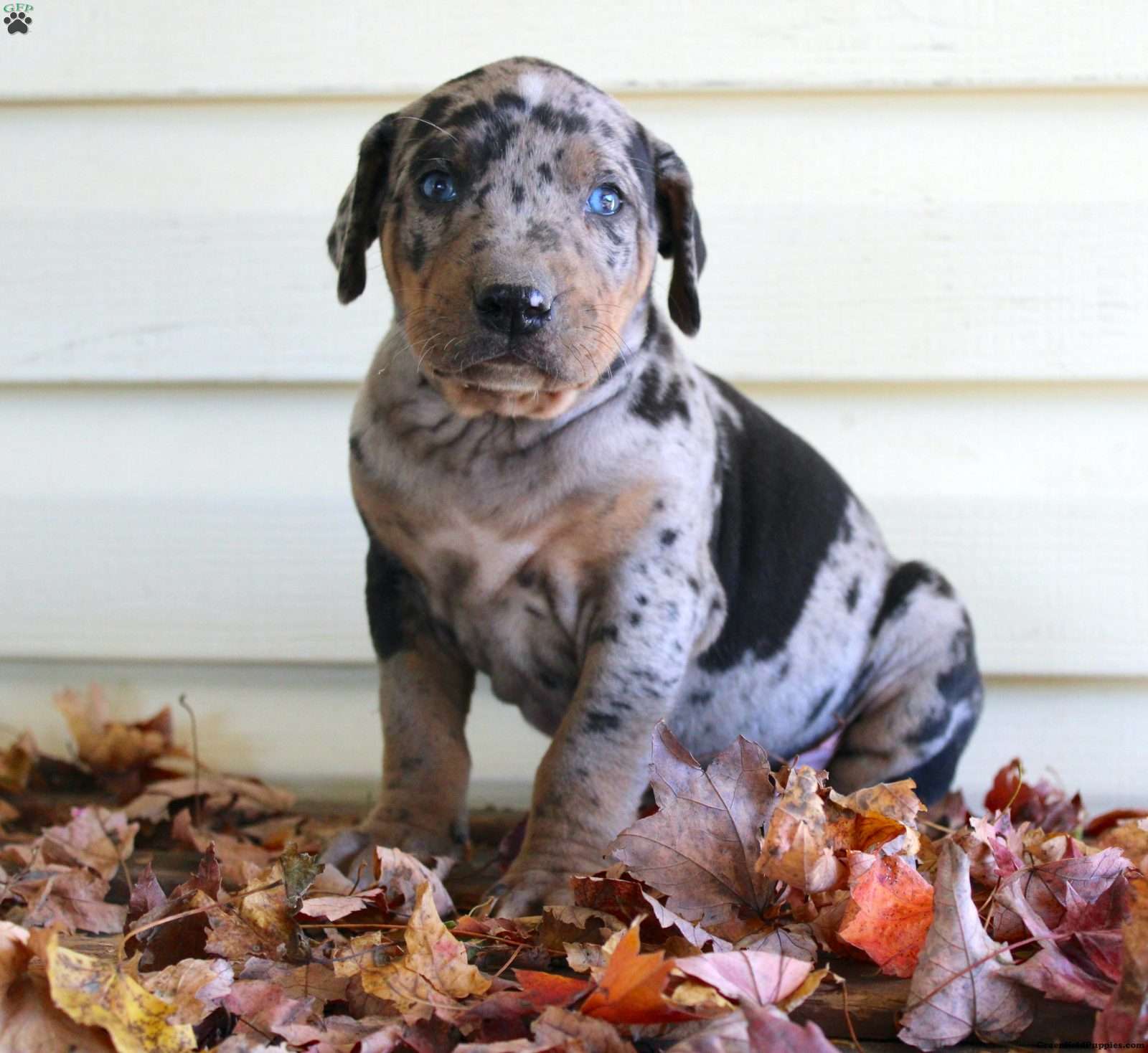 Catahoula Leopard Dog Boxer Mix