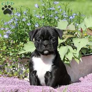 Alice Weaver - Greenfield Puppies