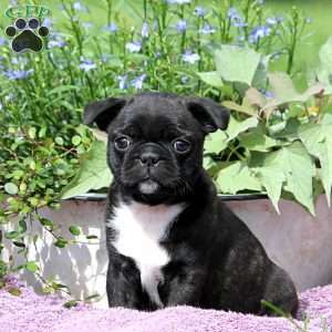 Alice Weaver - Greenfield Puppies