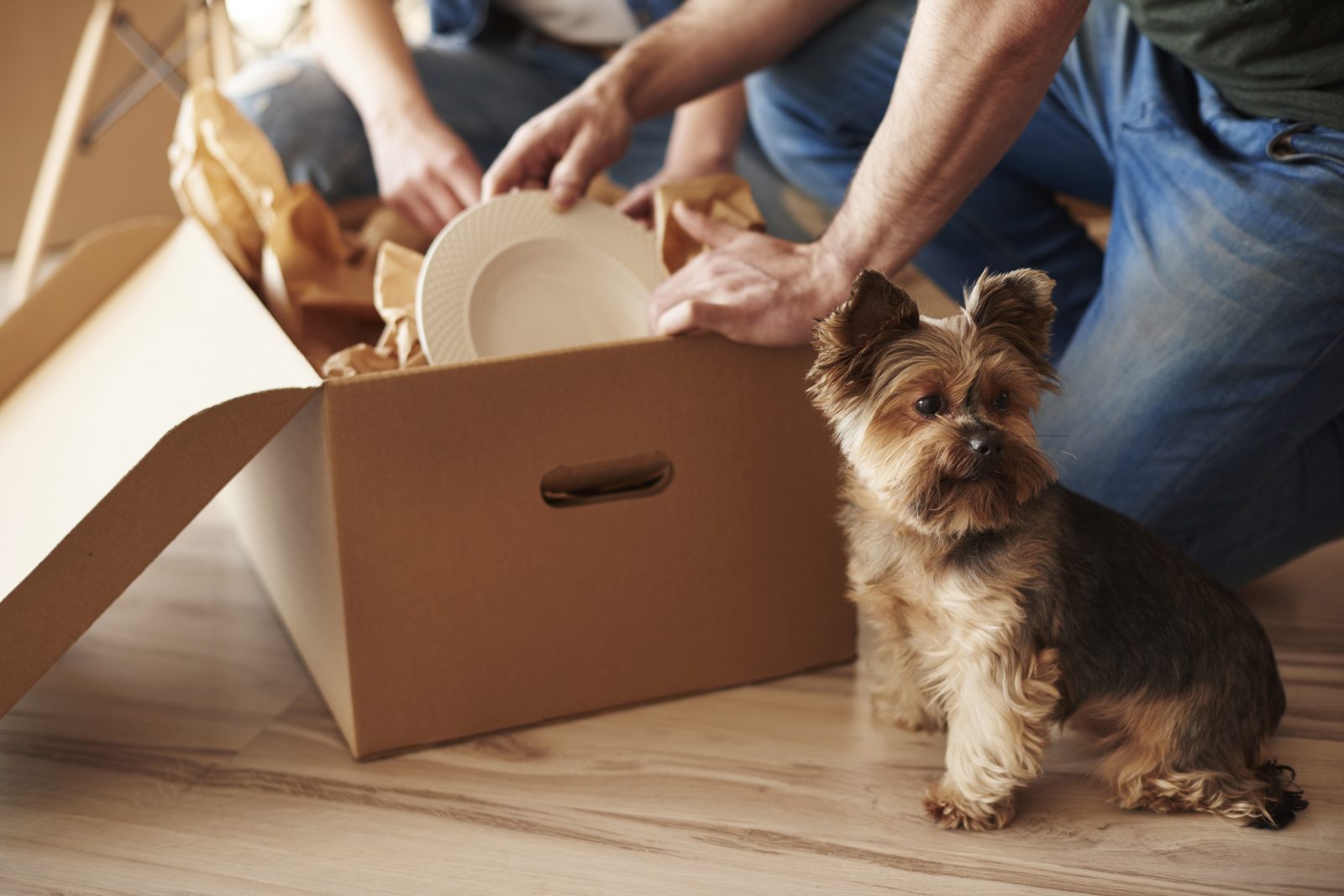 5 Tips for Moving with a Dog - How to Move With Your Dog
