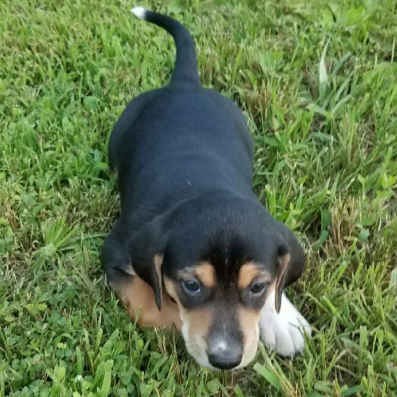 Treeing Walker Coonhound Puppies for Sale | Greenfield Puppies
