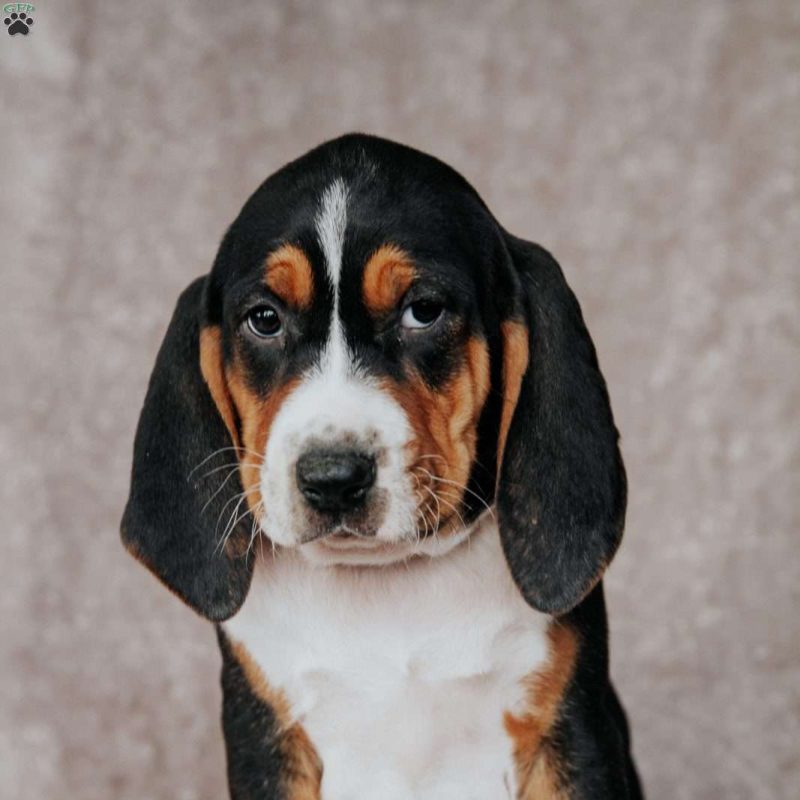 Treeing Walker Coonhound Puppies for Sale - Greenfield Puppies