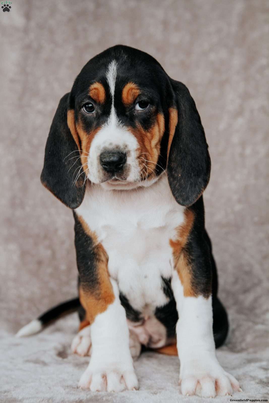 Bluetick Walker Hound Mix