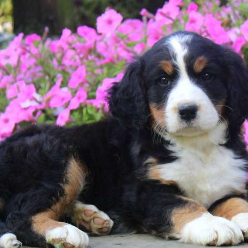 Bernese Springer Spaniel Puppies for Sale - Greenfield Puppies