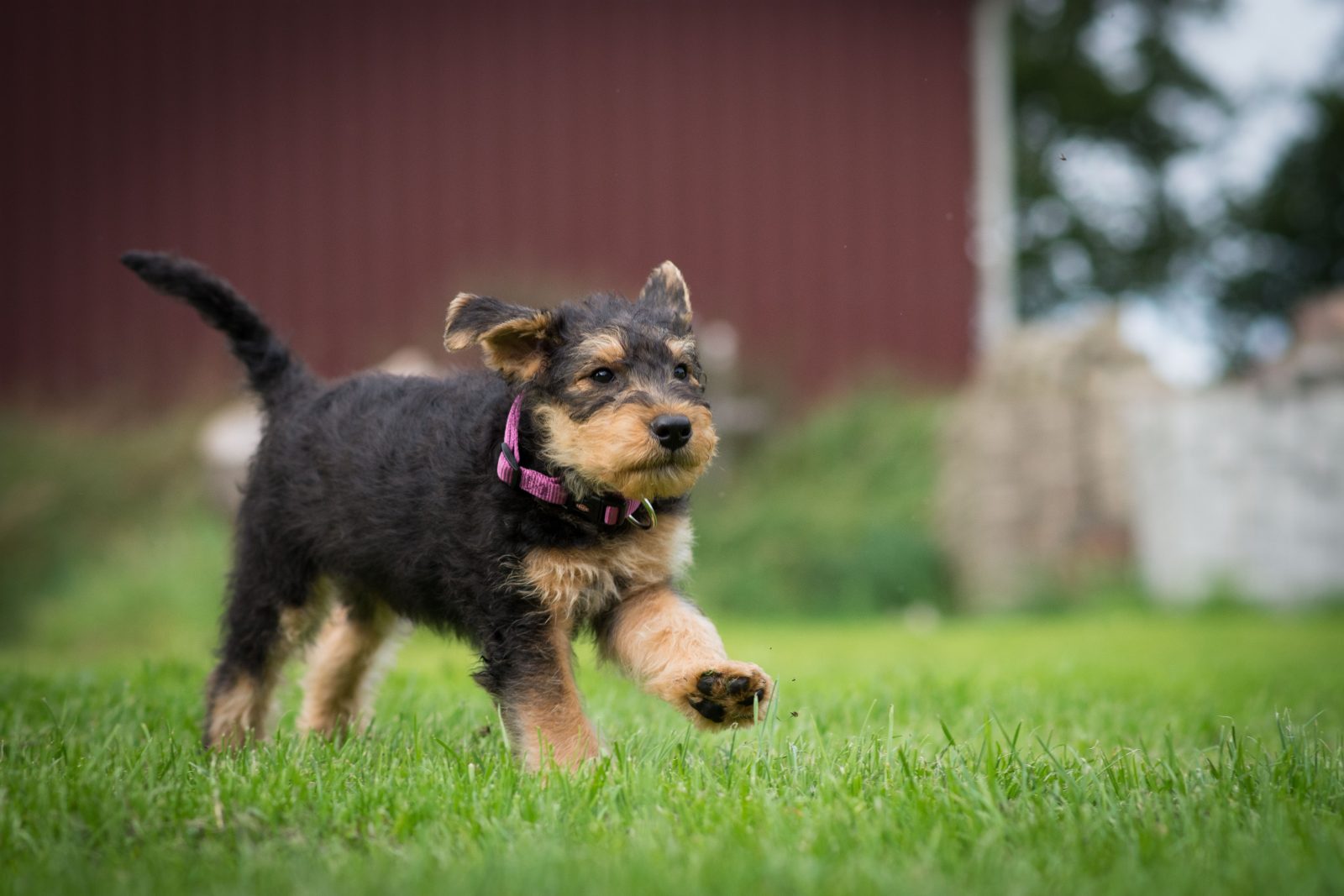 4 Fun Facts About Airedale Terriers Greenfield Puppies 4 Fun Facts About Airedale Terriers Greenfield Puppies