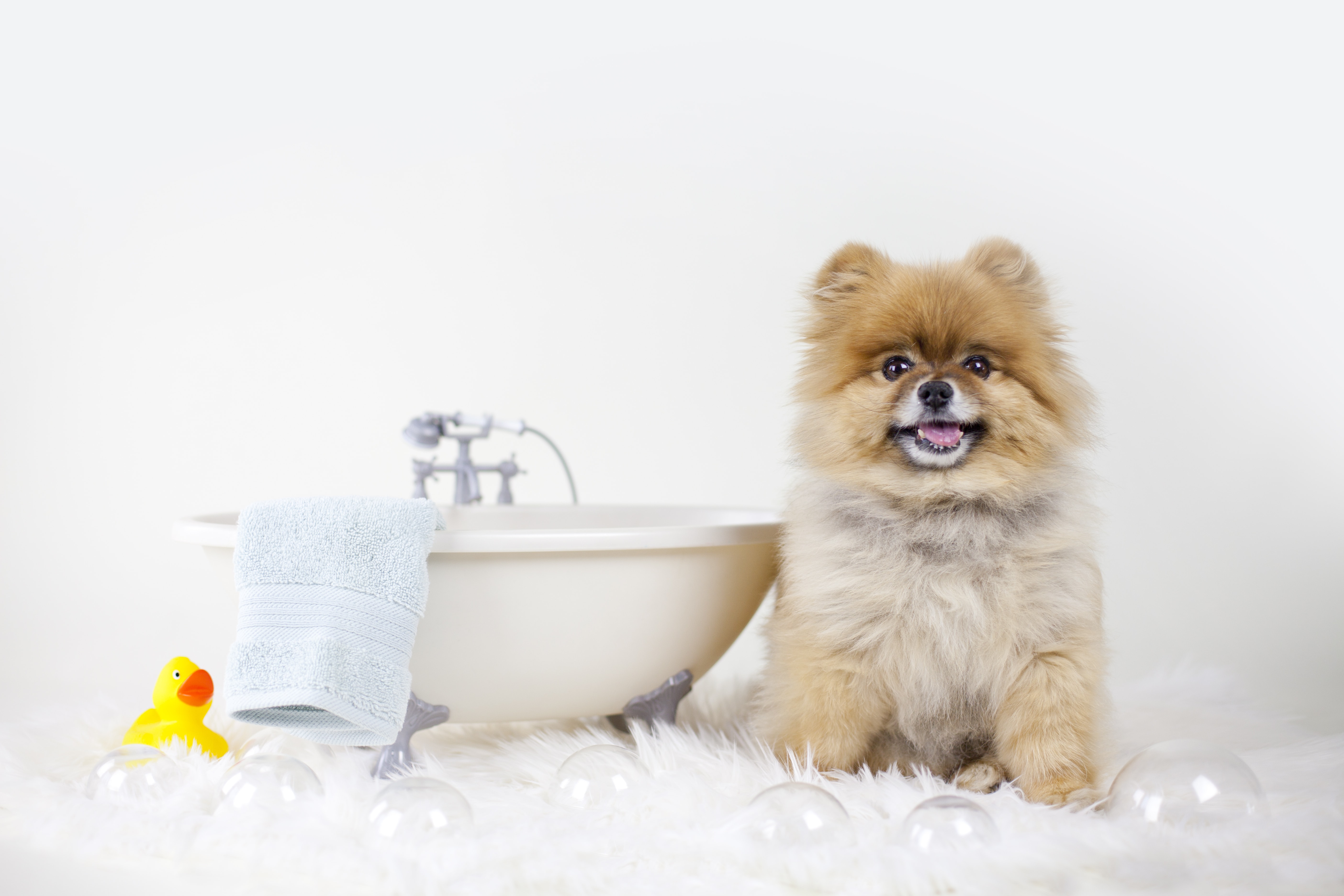 4 Useful Dog Grooming Tips - Tips for Grooming a Dog | GFP