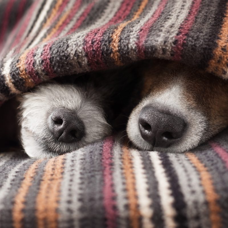 10 Useful Winter Dog Products - Greenfield Puppies