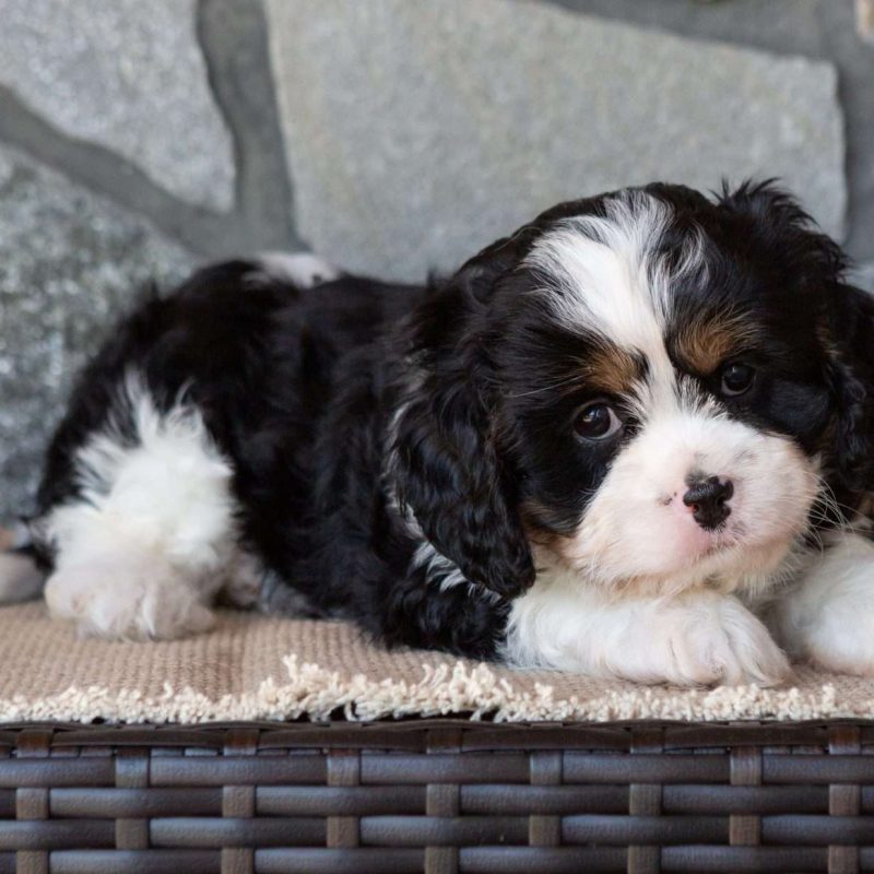 Forever Puppies for Sale | Greenfield Puppies