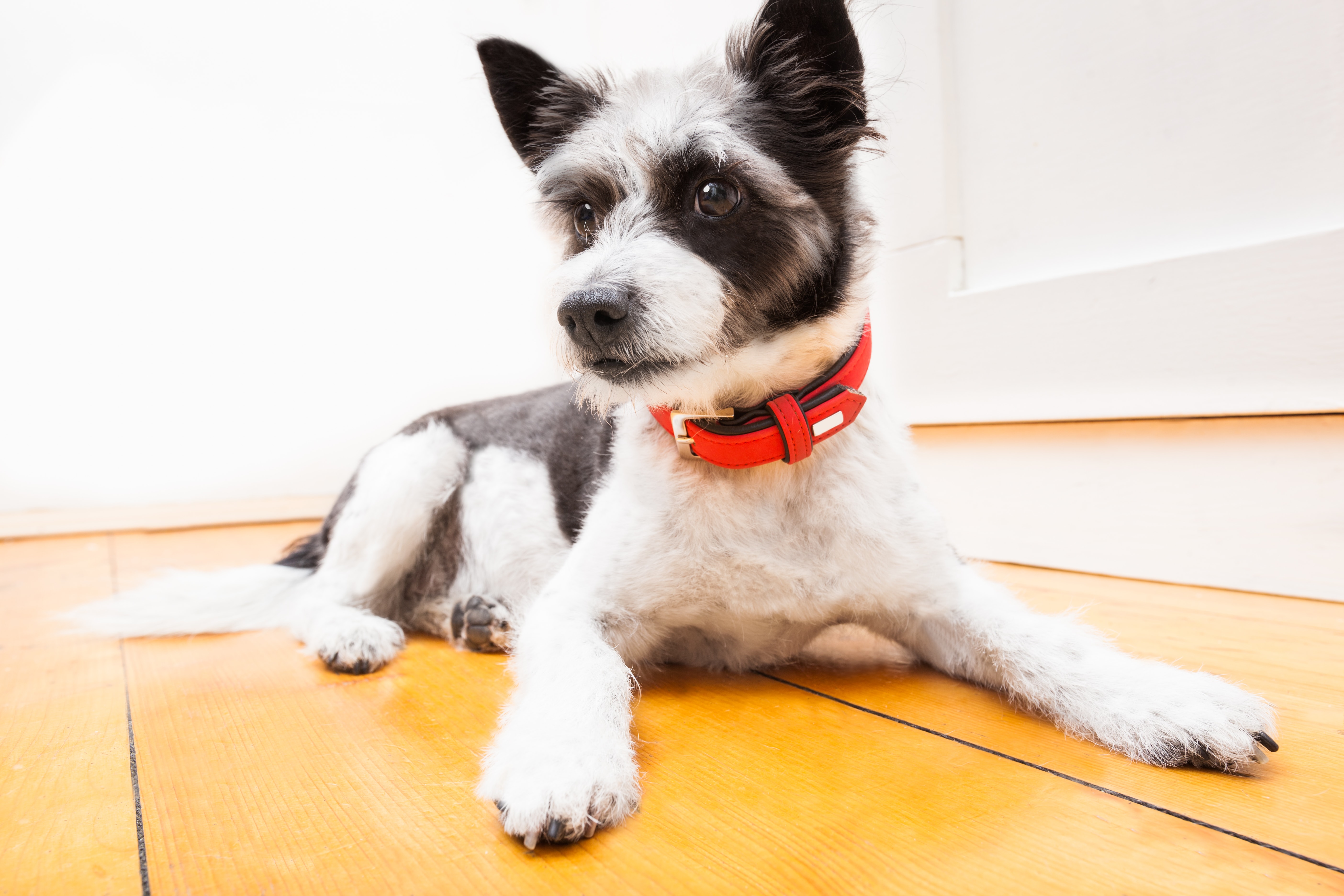 How to Choose a Dog Collar - What to Look for in a Dog Collar | GFP