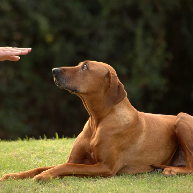 5 Useful Hand Signals You Can Teach Your Dog - GFP