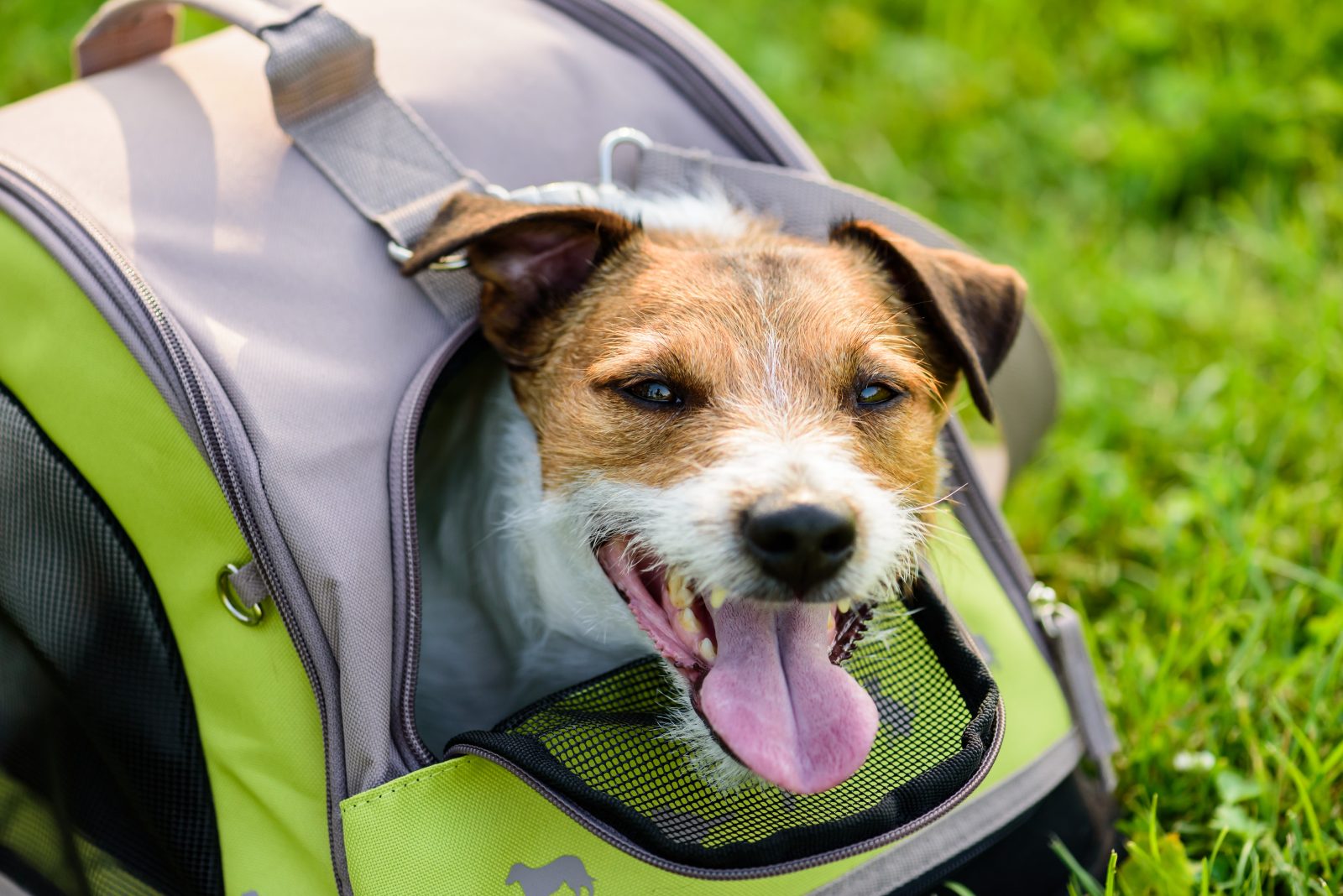 How to Choose the Right Dog Carrier | Greenfield Puppies