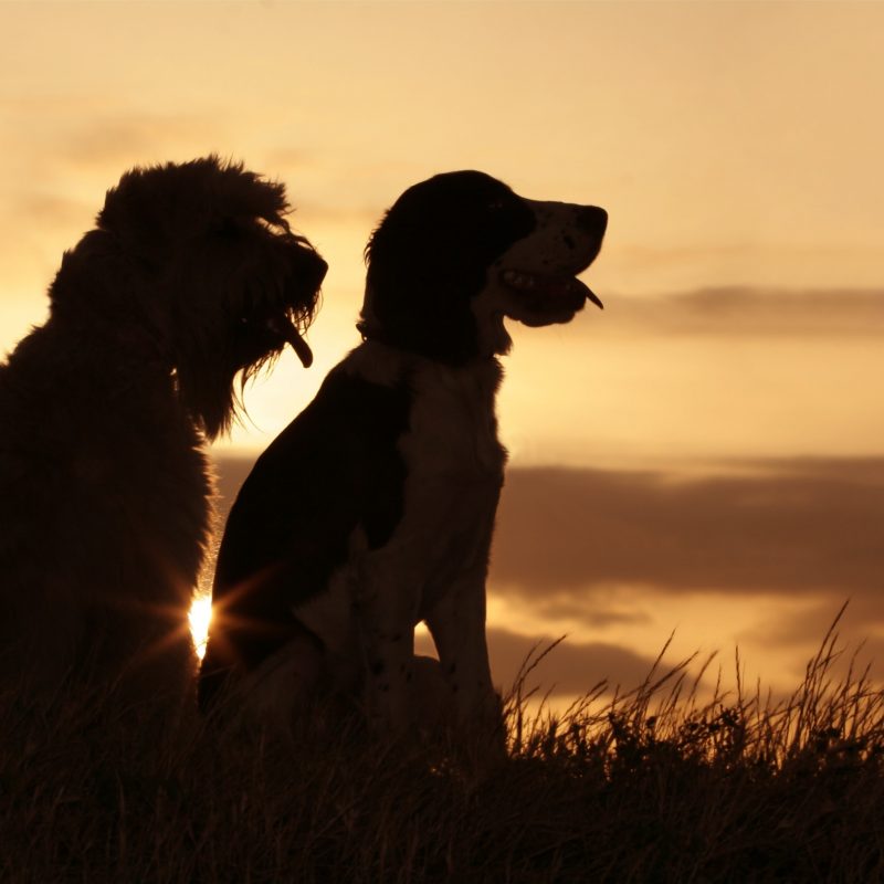 12 Safety Tips for Walking Your Dog in the Dark - GFP