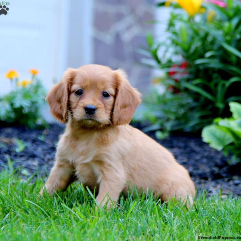 Miniature Golden Retriever Puppies for Sale - Greenfield Puppies