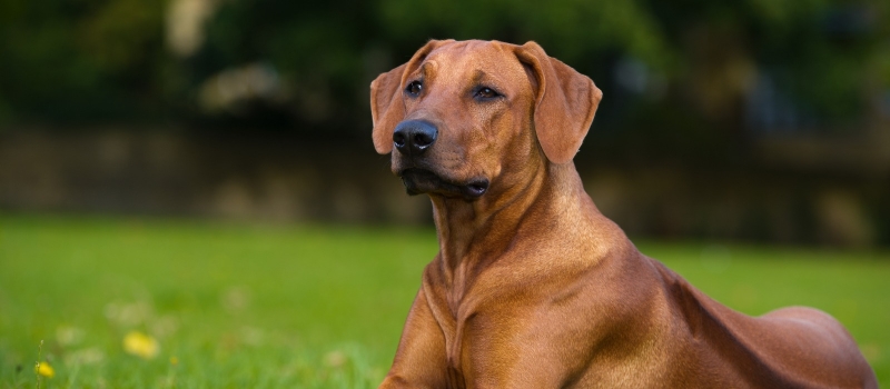 Rhodesian Ridgeback Puppies for Sale - Greenfield Puppies