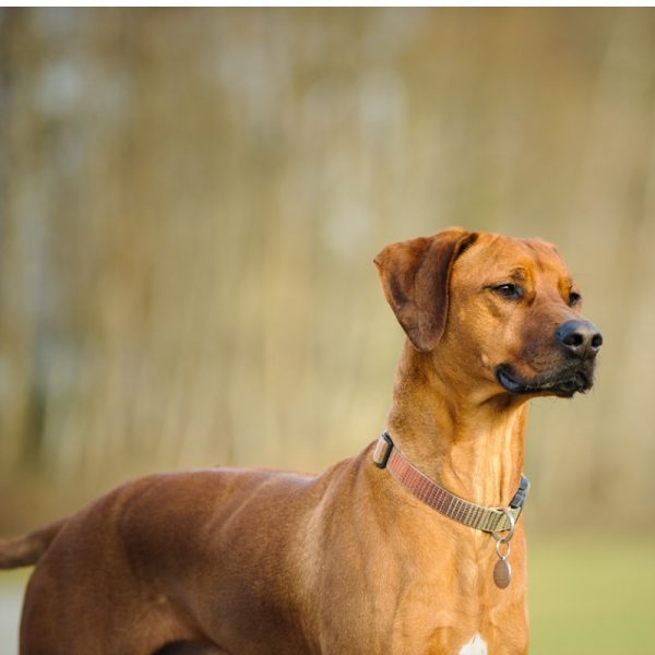 Rhodesian Ridgeback Puppies for Sale | Greenfield Puppies