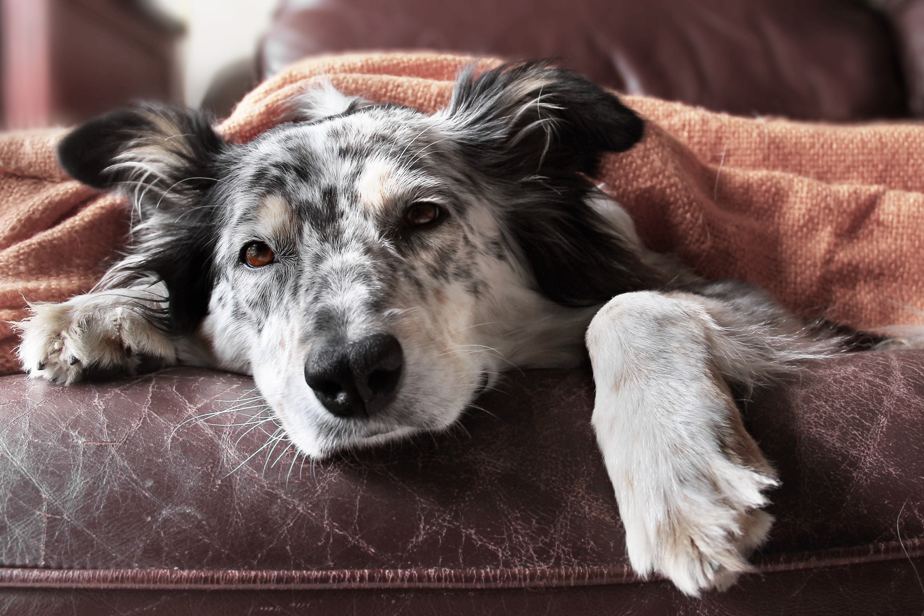 10 Symptoms You Should Never Ignore in Your Dog - GFP
