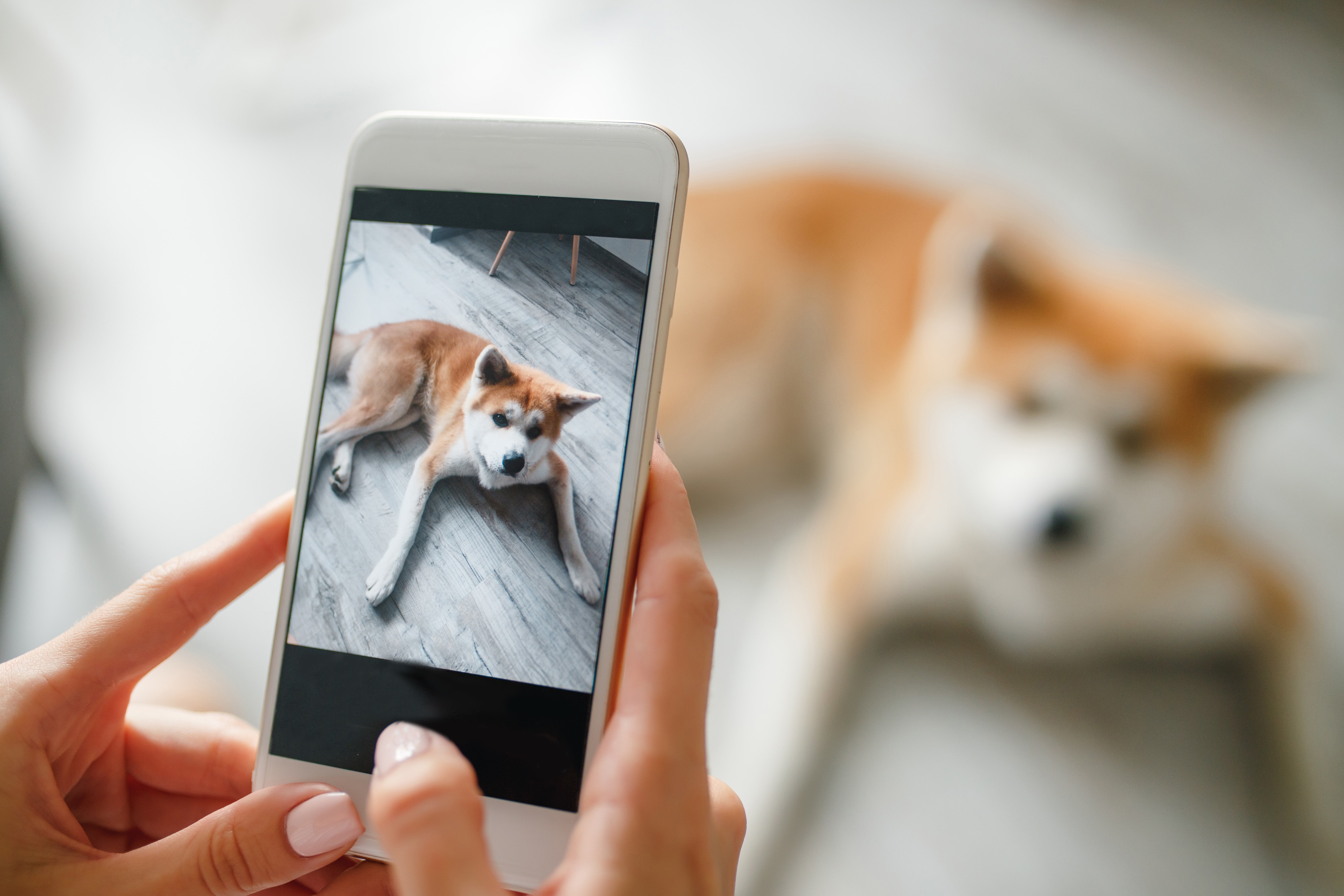 How to Take Your Dog's Picture | Greenfield Puppies