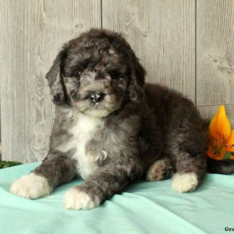 Borderdoodle Puppies for Sale - Greenfield Puppies
