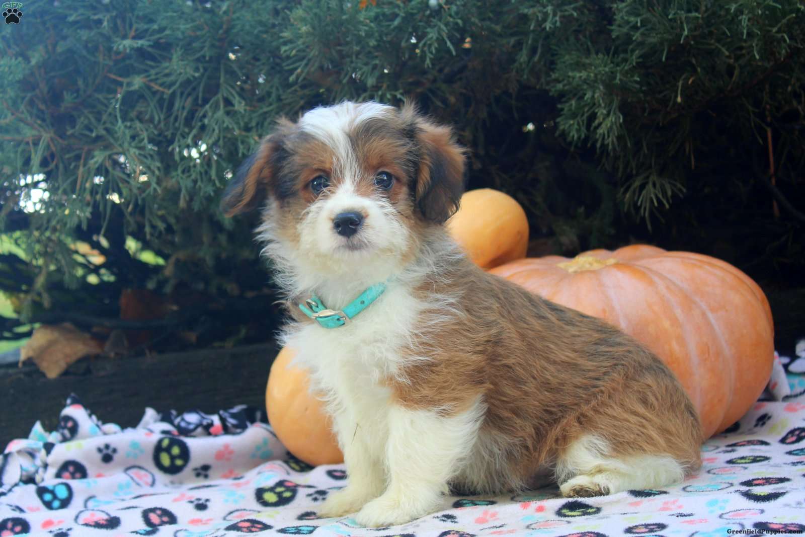 Corgipoo Puppies for Sale - Greenfield Puppies