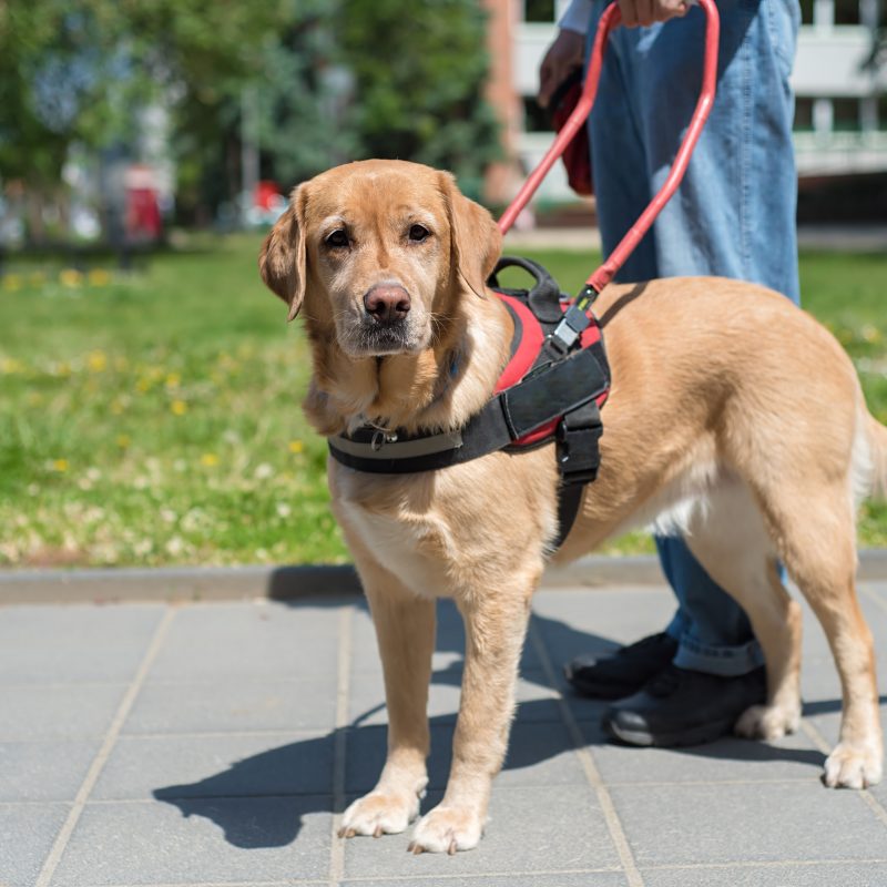 7 Dog Breeds That Make the Best Service Dogs | Greenfield Puppies