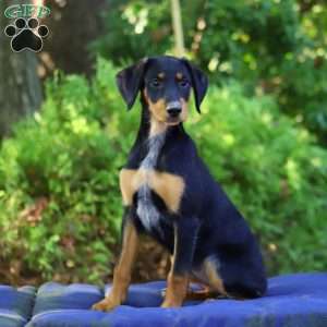 Irish Setter Mix Puppies for Sale | Greenfield Puppies