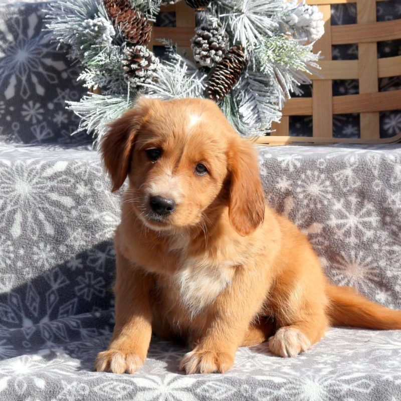 Irish Setter Mix Puppies for Sale | Greenfield Puppies