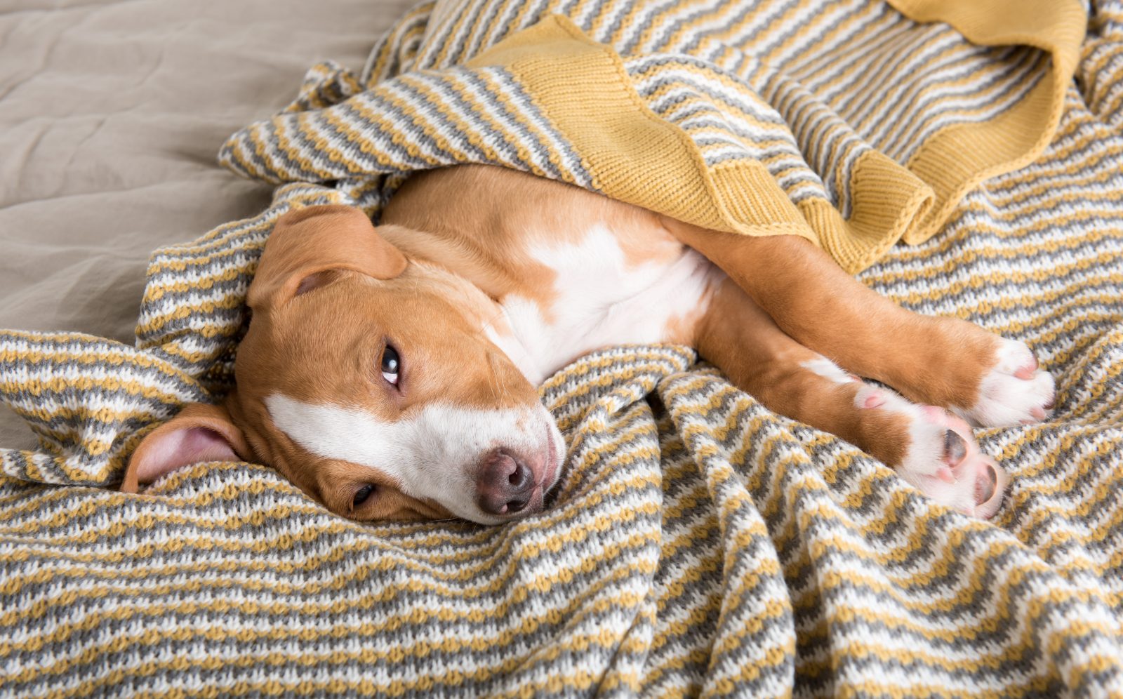 What You Should Know About Canine Epilepsy - GFP