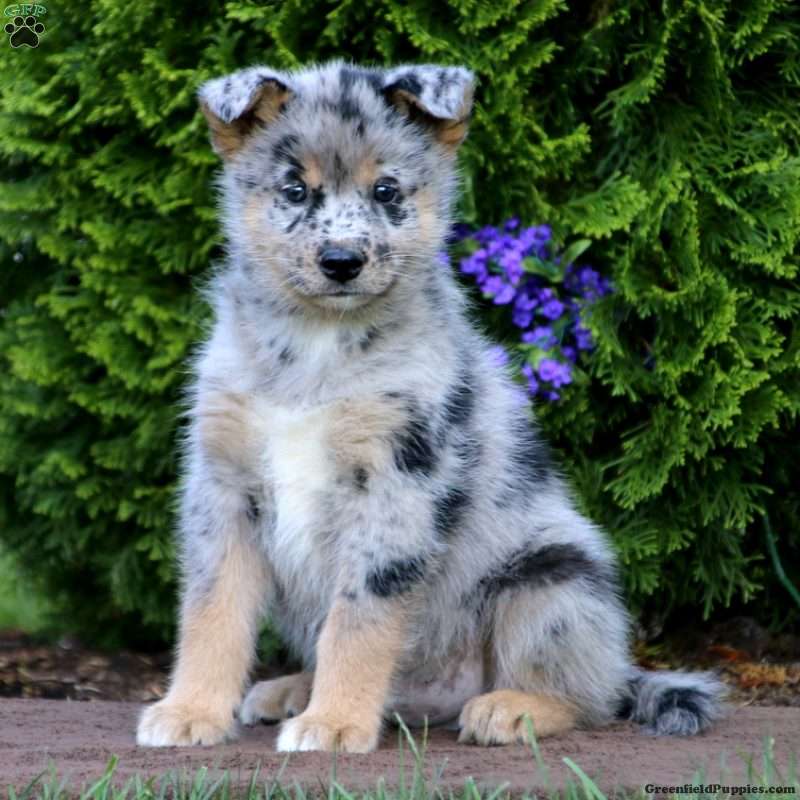 Siberian Husky Mix Puppies For Sale | Greenfield Puppies