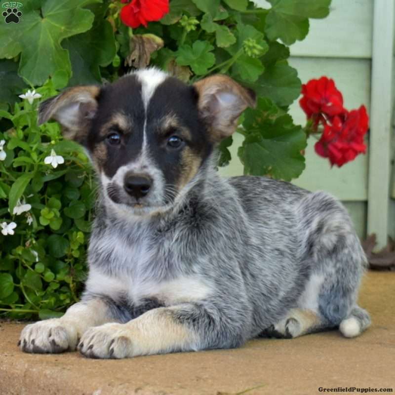 Blue Heeler Mix Puppies For Sale | Greenfield Puppies