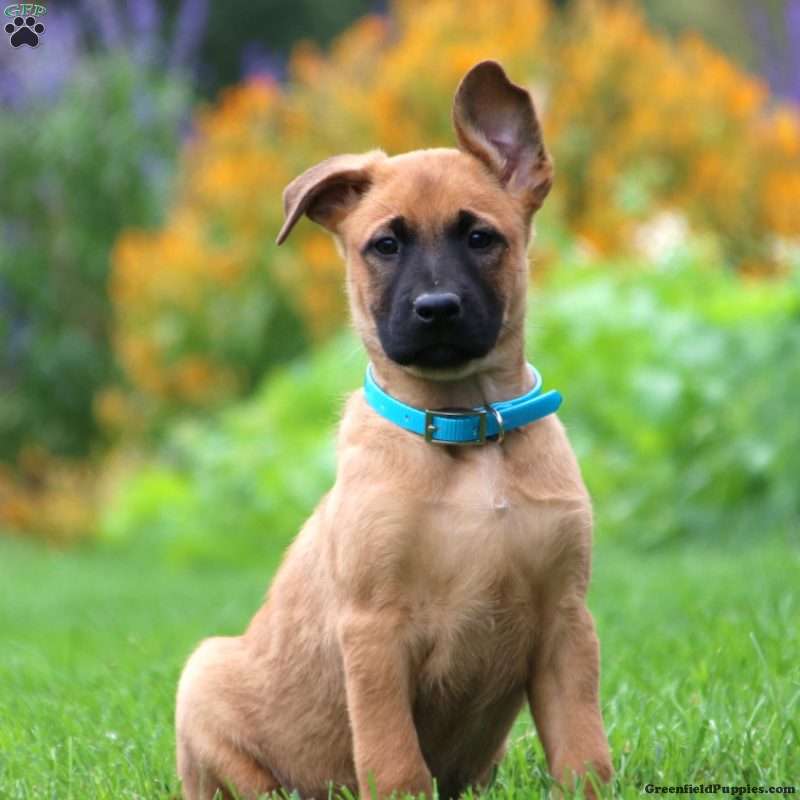 Belgian Malinois Mix Puppies for Sale | Greenfield Puppies